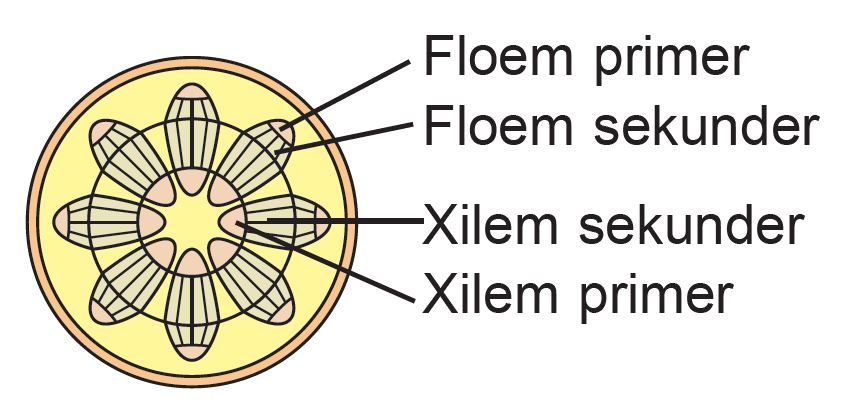Praktis Formatif 1.2 - Biologi Tingkatan 5 (KSSM) Bab 1 - Biologi SPM