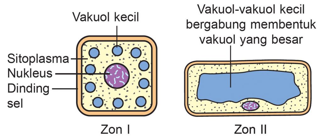Praktis Sumatif 1 (Soalan 1 & 2) - Biologi Tingkatan 5 (KSSM) Bab 1 ...