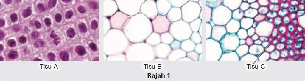 Praktis Sumatif 1 (Soalan 1 & 2) - Biologi Tingkatan 5 (KSSM) Bab 1 ...