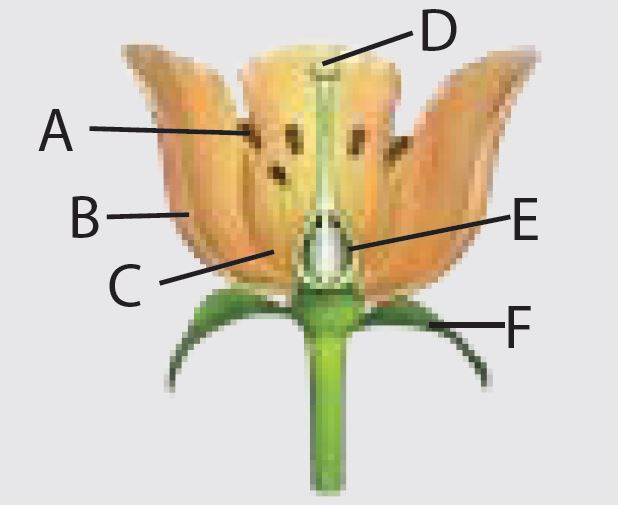 Praktis Formatif 6.1 - Biologi Tingkatan 5 (KSSM) Bab 6 - Biologi SPM