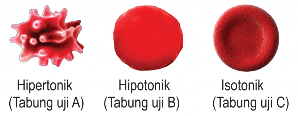 Praktis Sumatif 3 (Soalan 6 & 7) - Biologi Tingkatan 4 (KSSM) Bab 3 ...