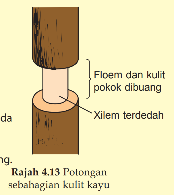 Eksperimen 4.3 - Biologi Tingkatan 5 (KSSM) Bab 4 - Biologi SPM