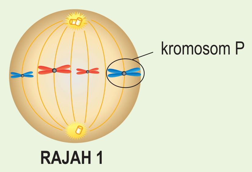 Praktis Sumatif 6 (Soalan 5 - 8) - Biologi Tingkatan 4 (KSSM) Bab 6 ...